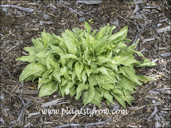 4 | Plants To Grow Plants Database by Paul S. Drobot