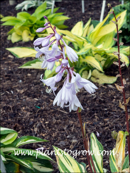 Hosta Cherry Berry | Plants To Grow Plants Database by Paul S. Drobot