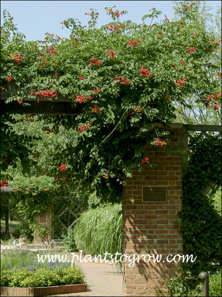 Minnesota Red Trumpet Vine (Campsis radicans) | Plants To Grow Plants ...