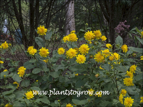 5 | Plants To Grow Plants Database by Paul S. Drobot
