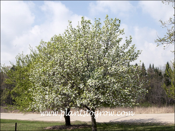 5 | Plants To Grow Plants Database by Paul S. Drobot