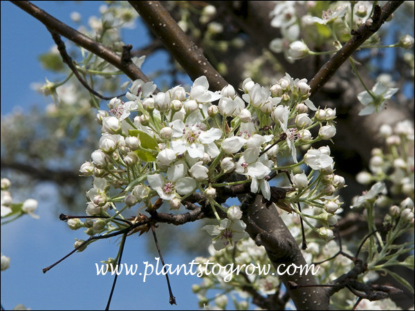 Edgewood Pear (Pyrus calleryana) | Plants To Grow Plants Database by ...