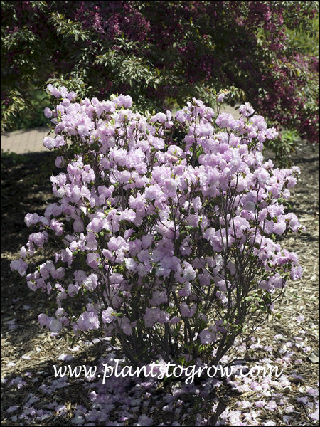 (4)5 | Plants To Grow Plants Database by Paul S. Drobot