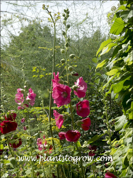 4-9 | Plants To Grow Plants Database by Paul S. Drobot