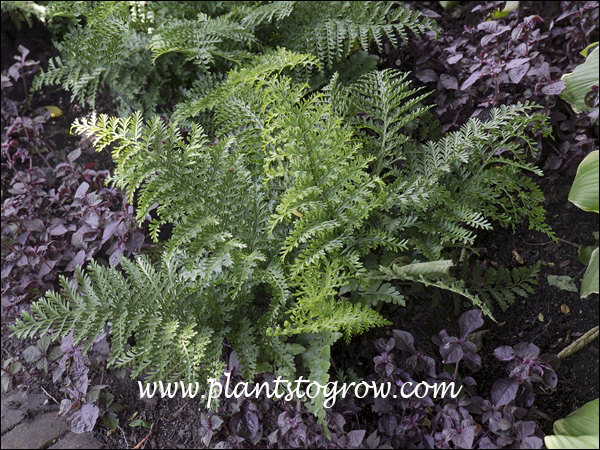 9-11 | Plants To Grow Plants Database by Paul S. Drobot