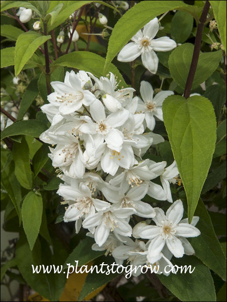 4-7 | Plants To Grow Plants Database by Paul S. Drobot