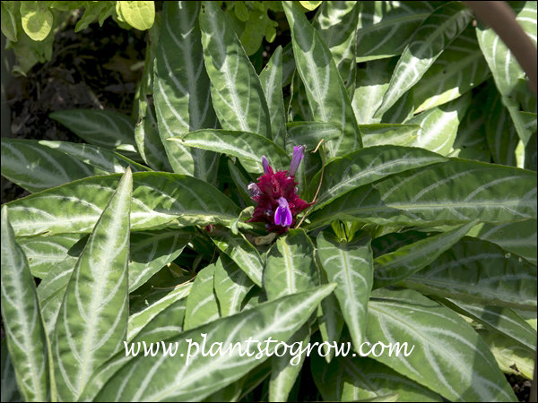 Brazilian Fireworks (Porphyrocoma pohliana) | Plants To Grow Plants ...