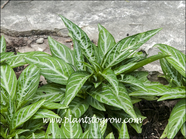 Brazilian Fireworks (Porphyrocoma pohliana) | Plants To Grow Plants ...