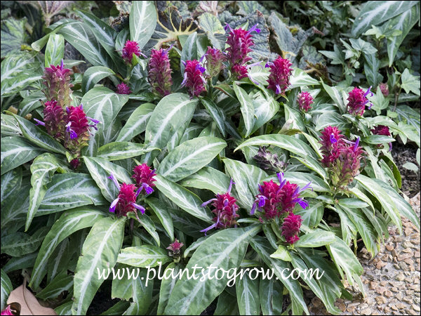 Brazilian Fireworks (Porphyrocoma pohliana) | Plants To Grow Plants ...
