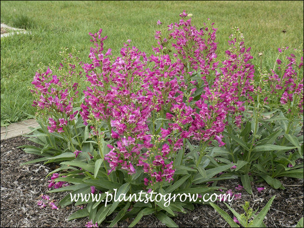 Penstemon Rock Candy series | Plants To Grow Plants Database by Paul S ...