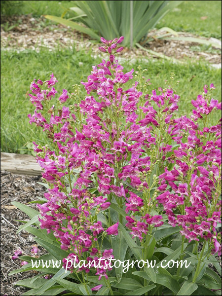 Penstemon Rock Candy series | Plants To Grow Plants Database by Paul S ...