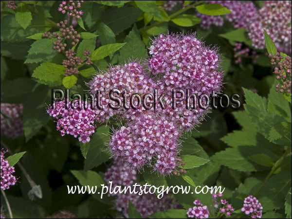 4-8 | Plants To Grow Plants Database by Paul S. Drobot