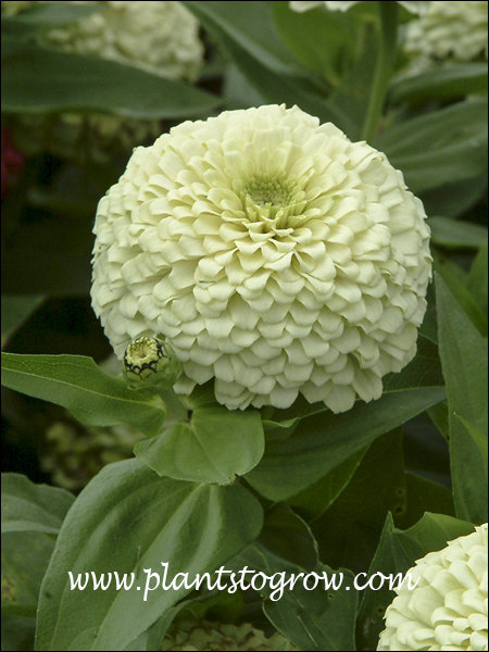 | Plants To Grow Plants Database by Paul S. Drobot