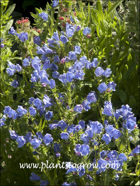 | Plants To Grow Plants Database by Paul S. Drobot