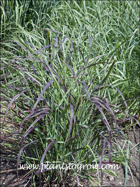 4-9 | Plants To Grow Plants Database by Paul S. Drobot