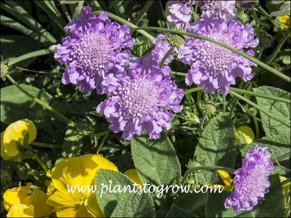 5-9 | Plants To Grow Plants Database by Paul S. Drobot