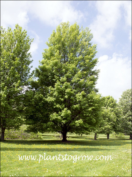 3-9 | Plants To Grow Plants Database by Paul S. Drobot