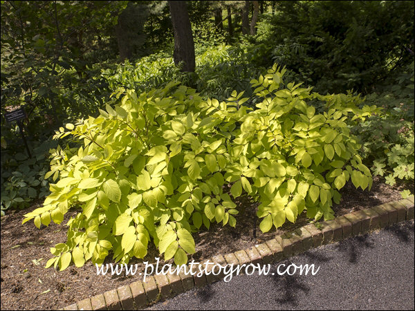 Sun King Aralia, Sun King Japanese Spikenard | Plants To Grow Plants ...