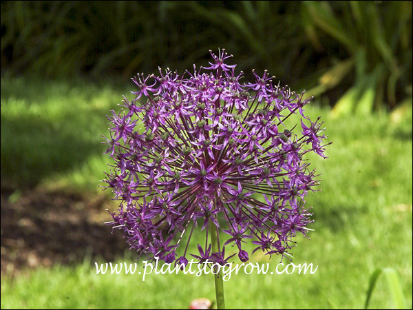 Allium Mars | Plants To Grow Plants Database by Paul S. Drobot