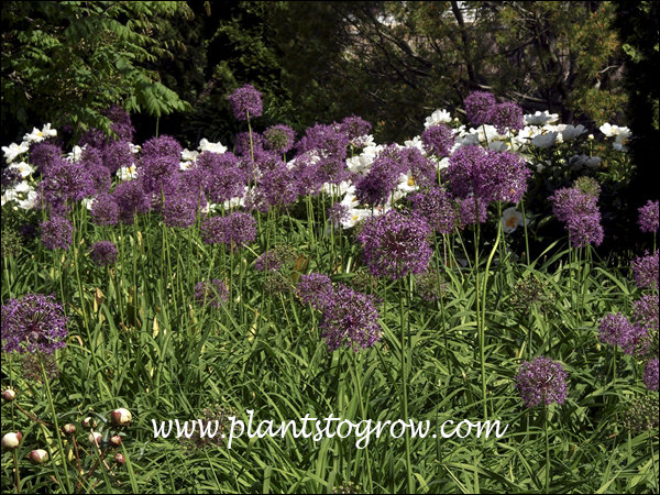Allium Mars | Plants To Grow Plants Database by Paul S. Drobot