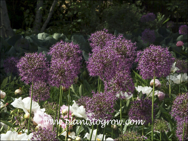Allium Mars | Plants To Grow Plants Database by Paul S. Drobot