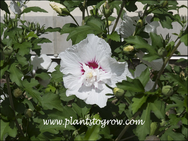 5-8 | Plants To Grow Plants Database by Paul S. Drobot