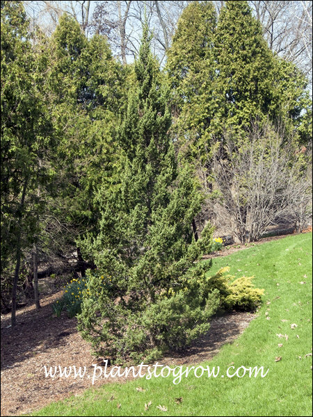 Trautman Juniper (Juniperus chinensis) | Plants To Grow Plants Database ...