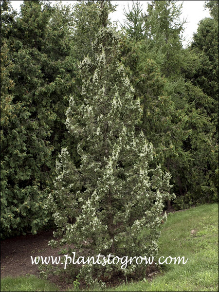 Trautman Juniper (Juniperus chinensis) | Plants To Grow Plants Database ...