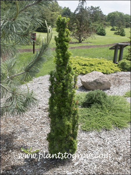 Maureen Yew | Plants To Grow Plants Database by Paul S. Drobot