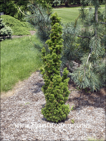 Maureen Yew | Plants To Grow Plants Database by Paul S. Drobot