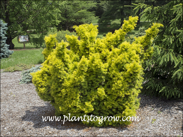 5 | Plants To Grow Plants Database by Paul S. Drobot