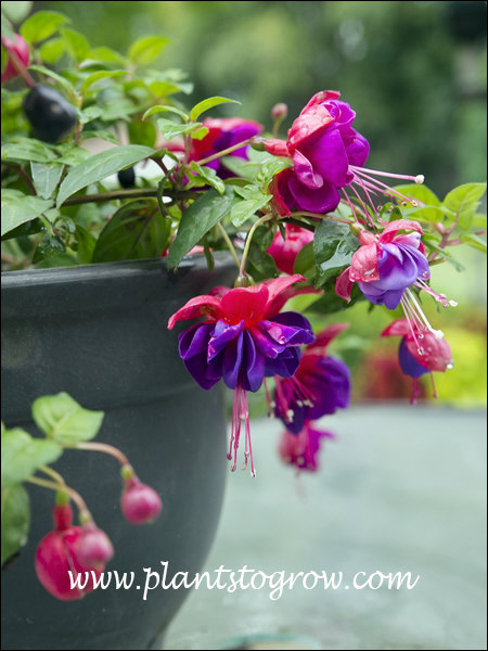 9-11 | Plants To Grow Plants Database by Paul S. Drobot