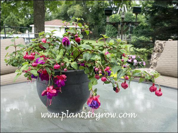 9-11 | Plants To Grow Plants Database by Paul S. Drobot