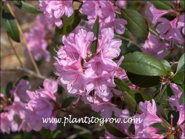 Aglo Rhododendron | Plants To Grow Plants Database by Paul S. Drobot