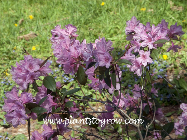 Aglo Rhododendron | Plants To Grow Plants Database by Paul S. Drobot