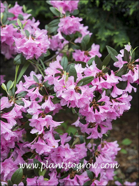 Aglo Rhododendron | Plants To Grow Plants Database by Paul S. Drobot