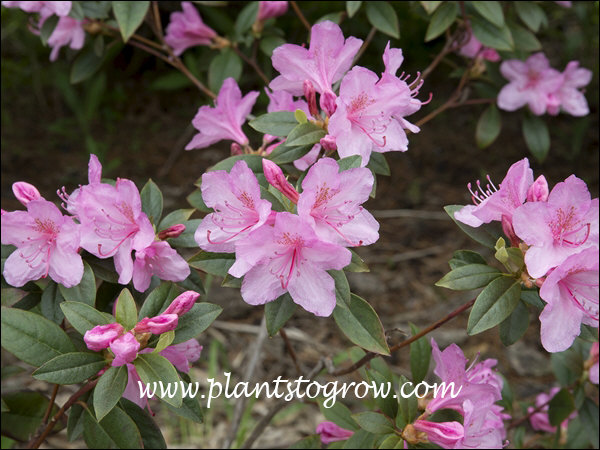 Aglo Rhododendron | Plants To Grow Plants Database by Paul S. Drobot