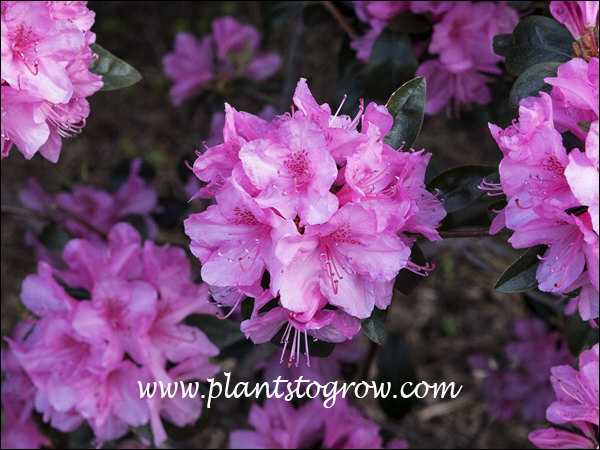 Aglo Rhododendron | Plants To Grow Plants Database by Paul S. Drobot