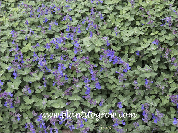 Early Bird Catmint (Nepeta x faassenii) | Plants To Grow Plants ...
