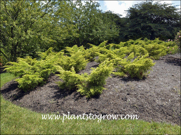 Gold Lace Juniper (Juniperus chinensis) | Plants To Grow Plants ...