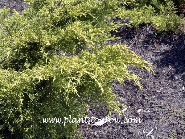 Gold Lace Juniper (Juniperus chinensis) | Plants To Grow Plants ...