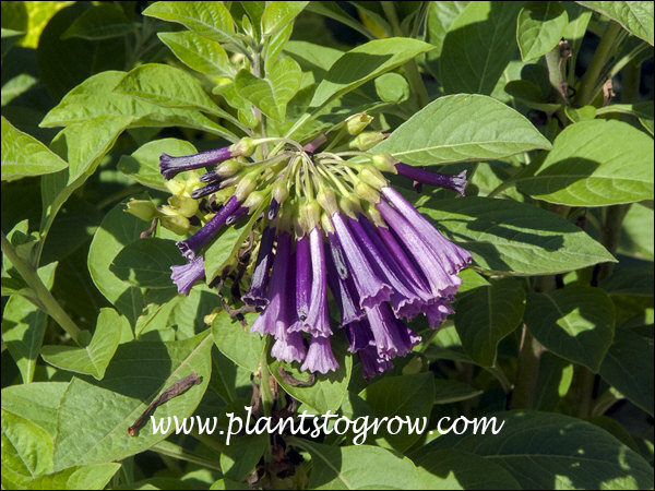 7-11 | Plants To Grow Plants Database by Paul S. Drobot