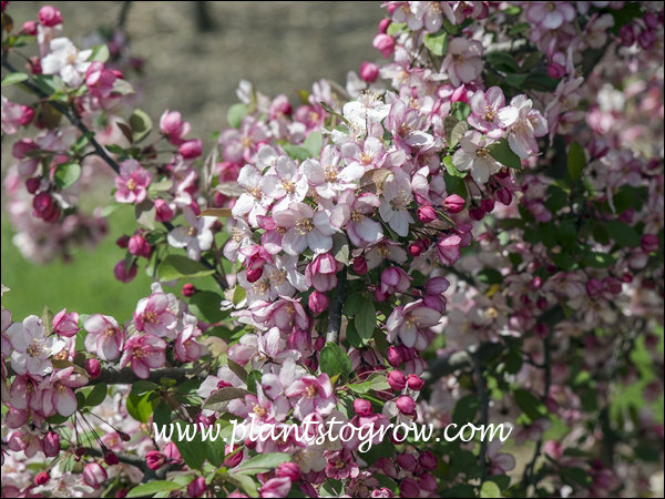 Candymint Ornamental Crabapple (Malus) | Plants To Grow Plants Database ...