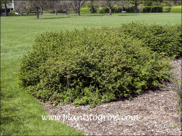 | Plants To Grow Plants Database by Paul S. Drobot
