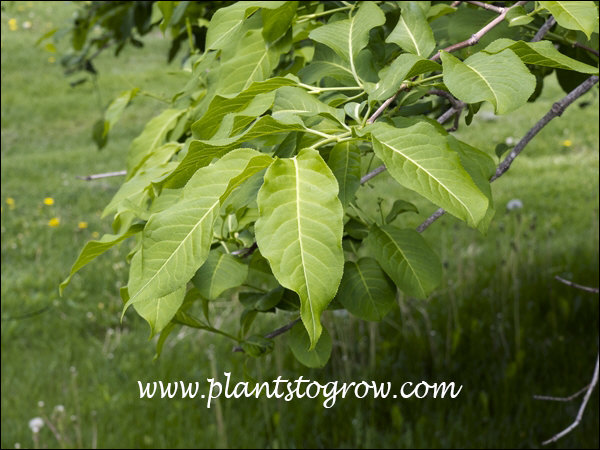 5 | Plants To Grow Plants Database by Paul S. Drobot