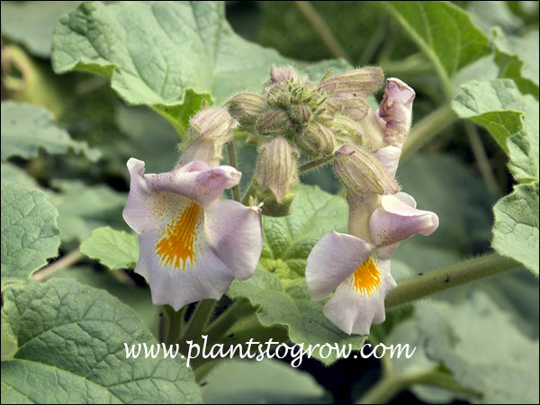 | Plants To Grow Plants Database by Paul S. Drobot