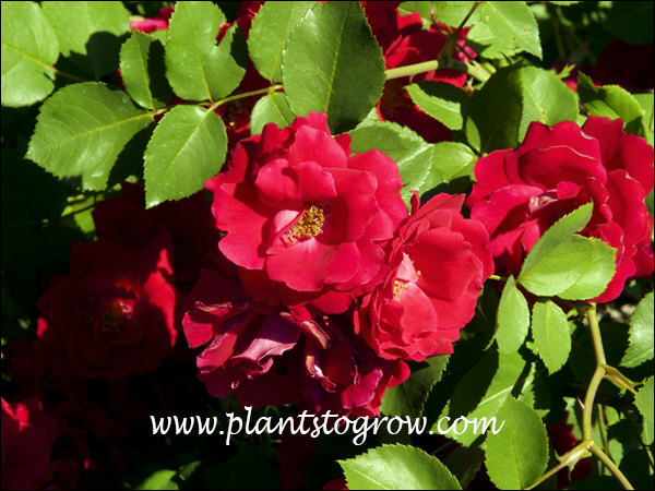 (4)5 | Plants To Grow Plants Database by Paul S. Drobot