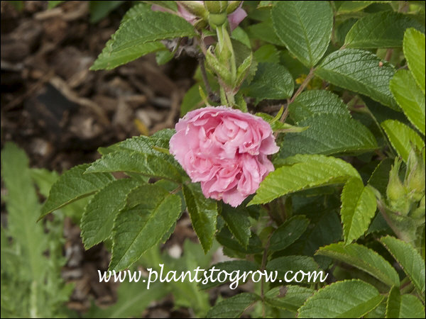 F J Grootendorst Pink (Rosa rugosa) | Plants To Grow Plants Database by ...