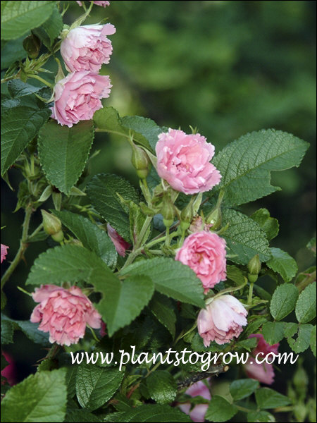 F J Grootendorst Pink (Rosa rugosa) | Plants To Grow Plants Database by ...