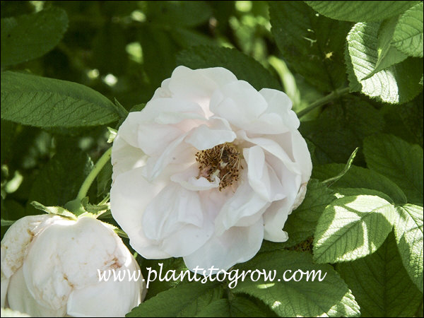 3-9 | Plants To Grow Plants Database by Paul S. Drobot